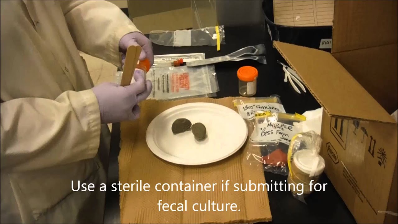 Splitting and Packaging Fecal Samples - YouTube