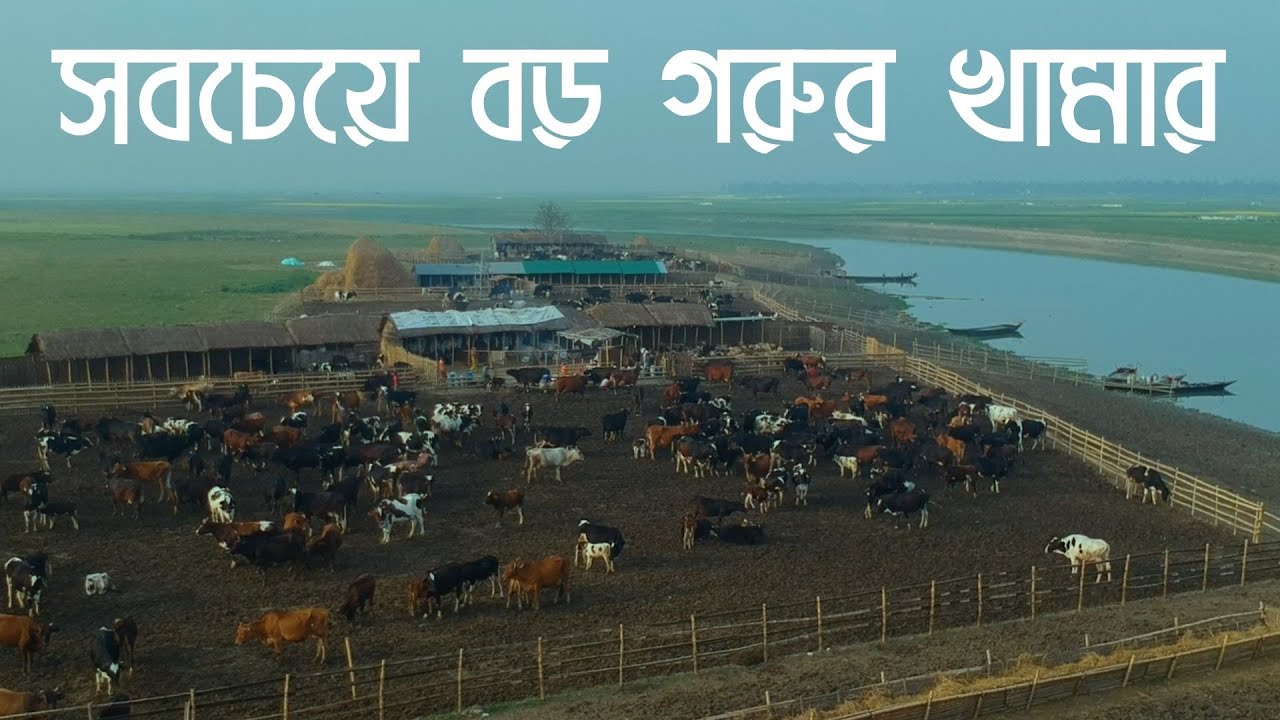 দেশের সবচেয়ে বড় গরুর খামার। Biggest Cow Farm in Bangladesh I - YouTube
