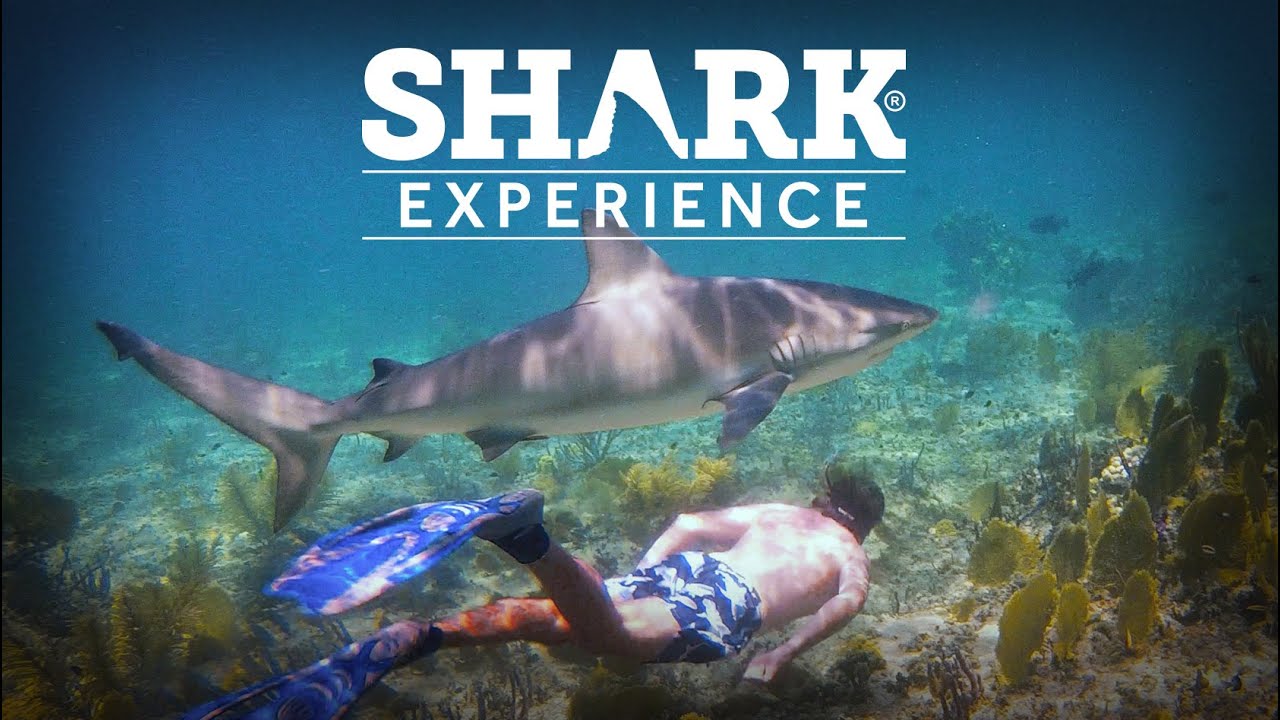 Shark Experience - Snorkeling with Reef Sharks (Bimini - Bahamas) - YouTube