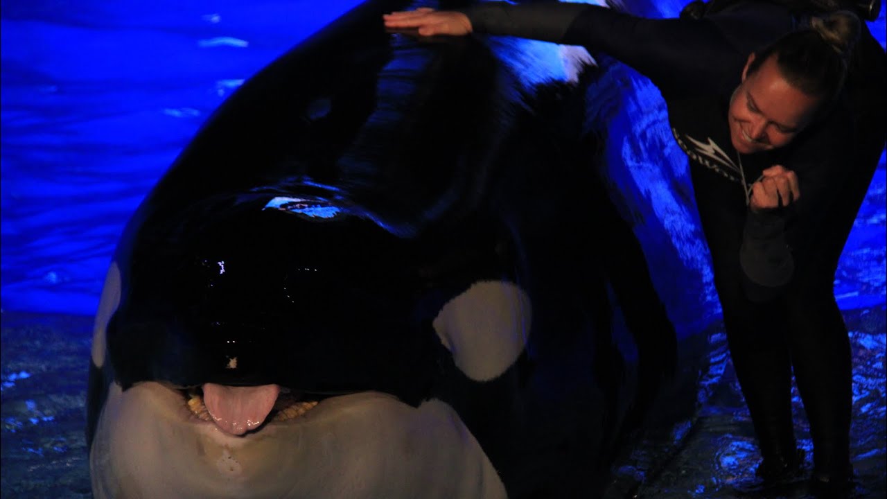 Orca Encounter | March 16th 2023 | Orlando - YouTube