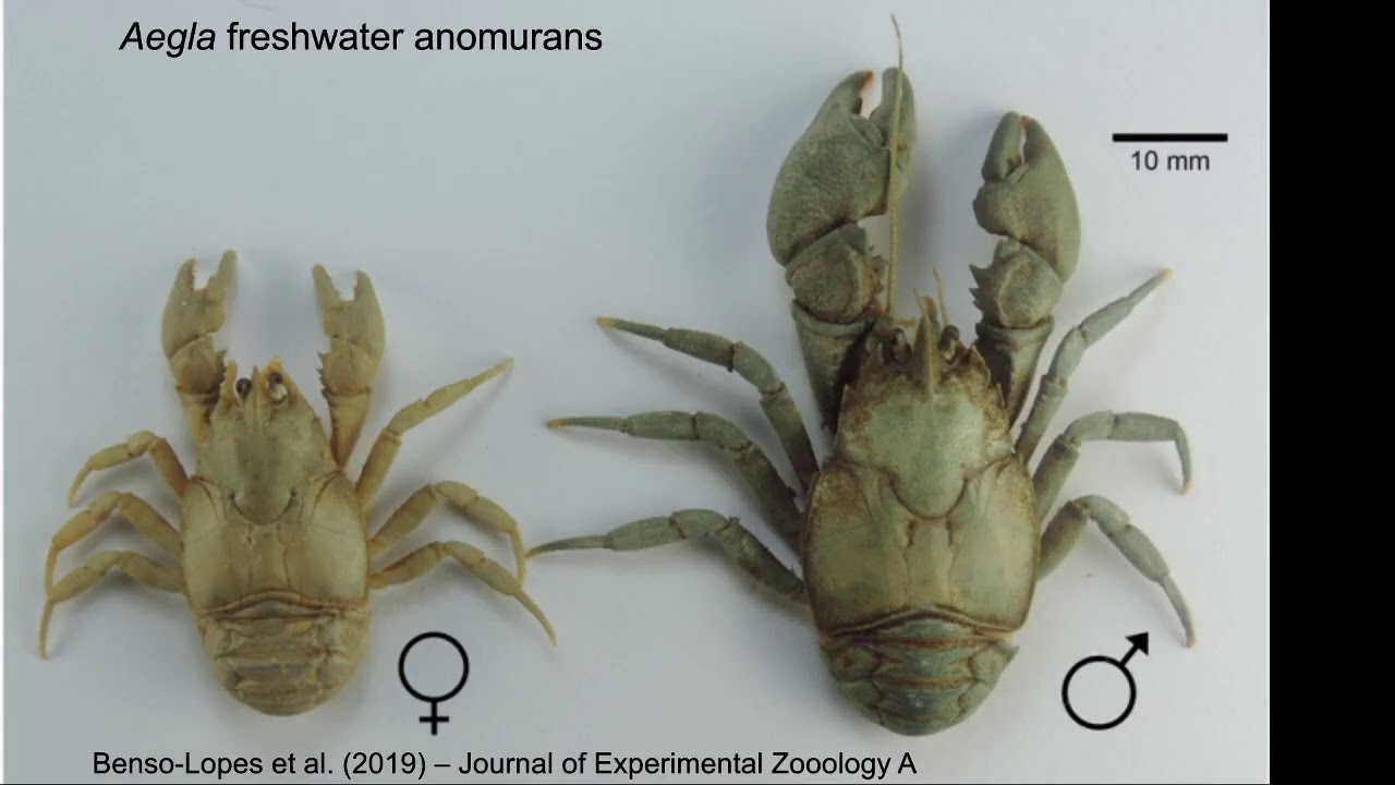 Freshwater anomuran crabs in seasonal environments have smaller weapons ...