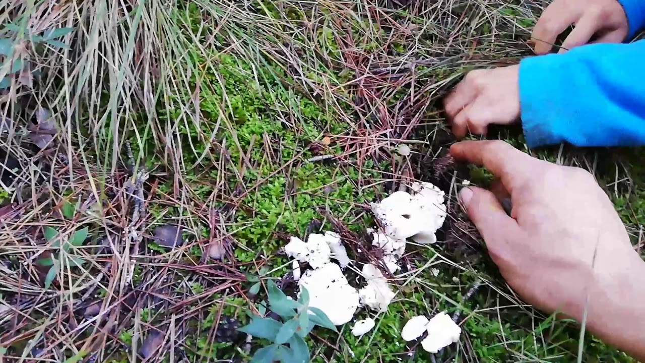 Lengua de vaca, LLengua de bou ( hydnum Albidum) - YouTube