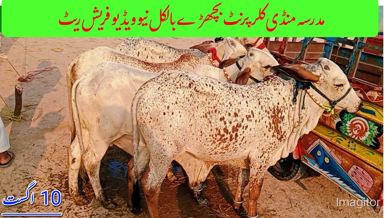 Madrasa Mandi color print bachday fresh rate balqal new video online ...