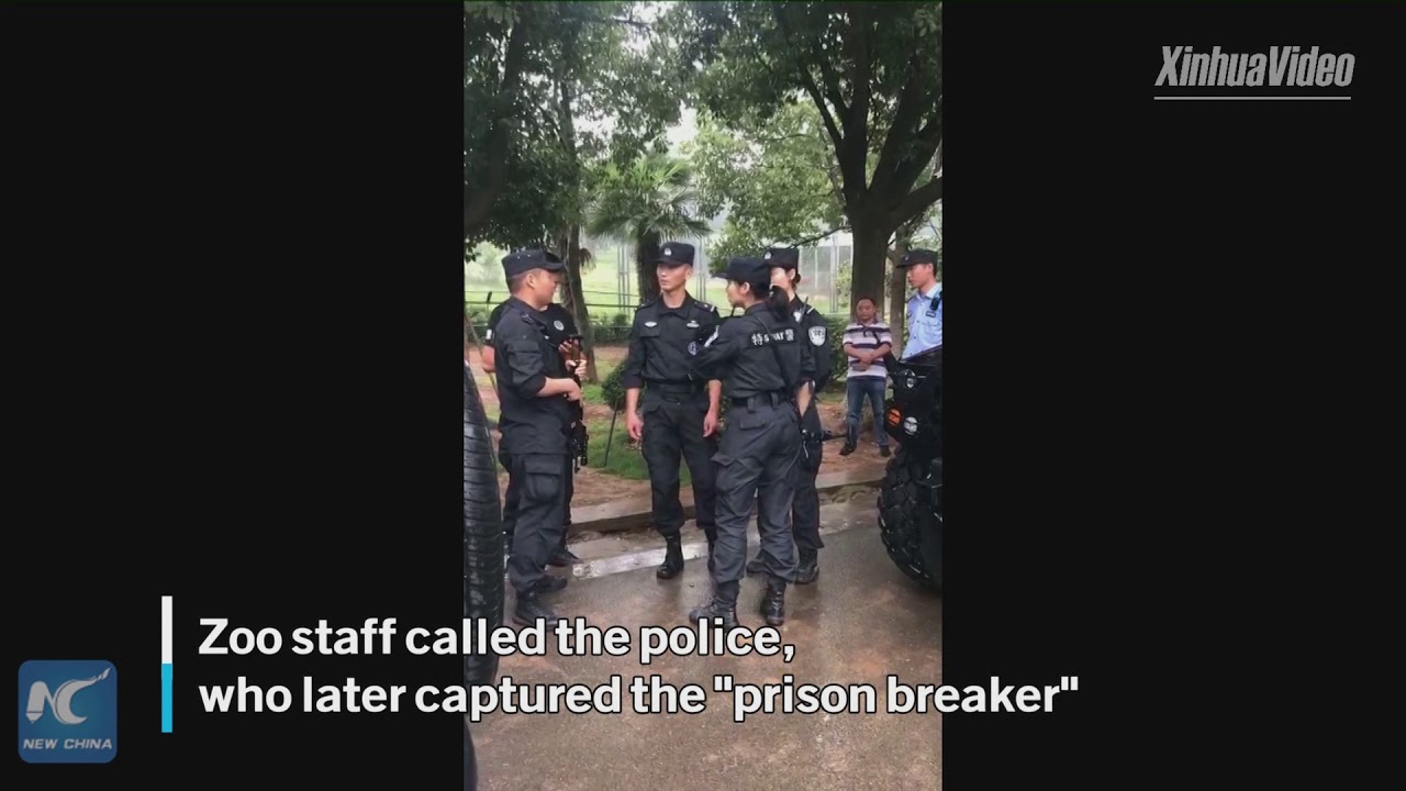 Police capture chimp escaping from enclosure at E. China zoo - YouTube