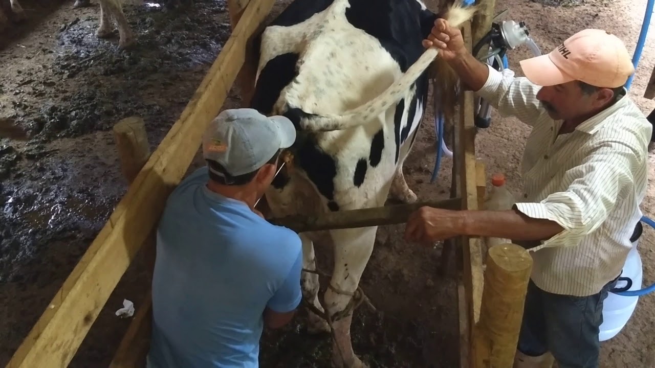 Inseminação de vacas Leiteiras Marcelo - YouTube