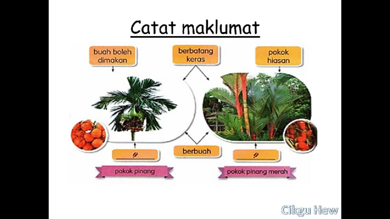 Pohon Pinang Merah