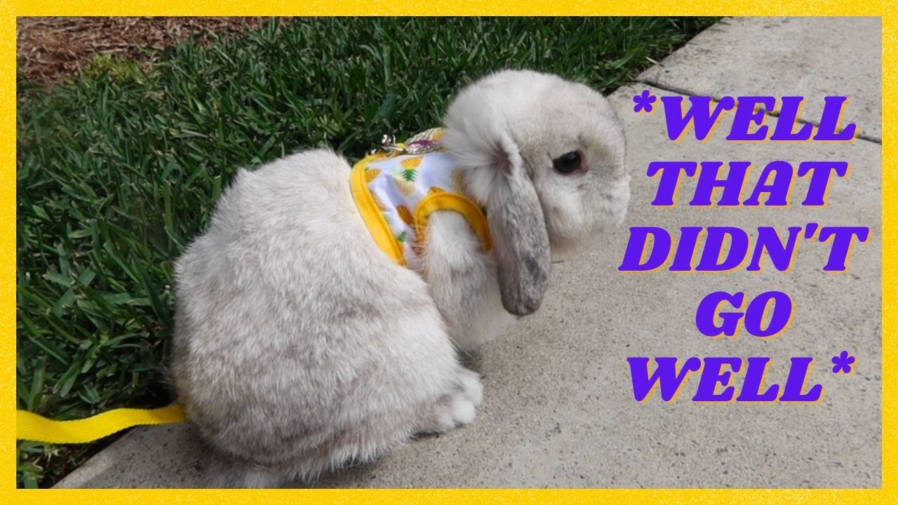 I TOOK MY BUNNY ON A WALK - YouTube