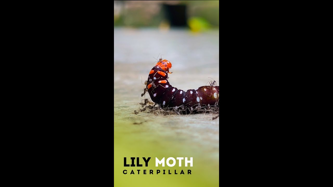 Lily Moth Caterpillar | Wildlife Video #youtubeshorts #wildlife # ...