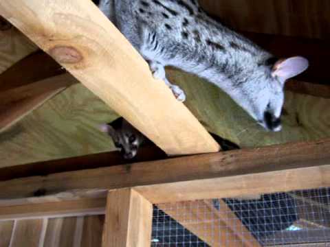 Outdoor Spotted Genet Exotic Pet Animal Enclosure - YouTube