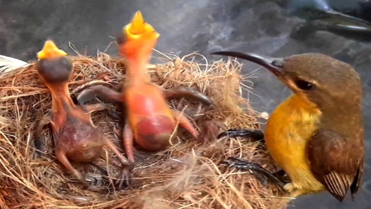 Garden sunbird Baby Birds try to shout upside down - YouTube