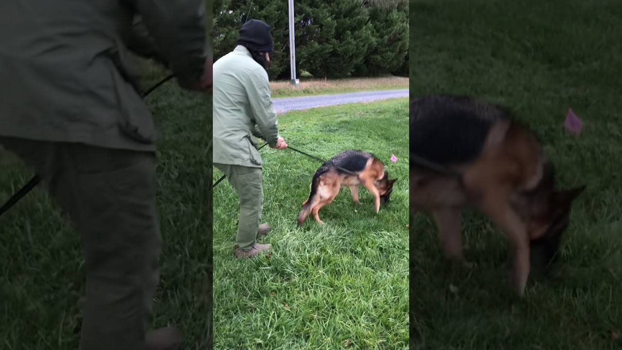 German Shepherd tracking. - YouTube