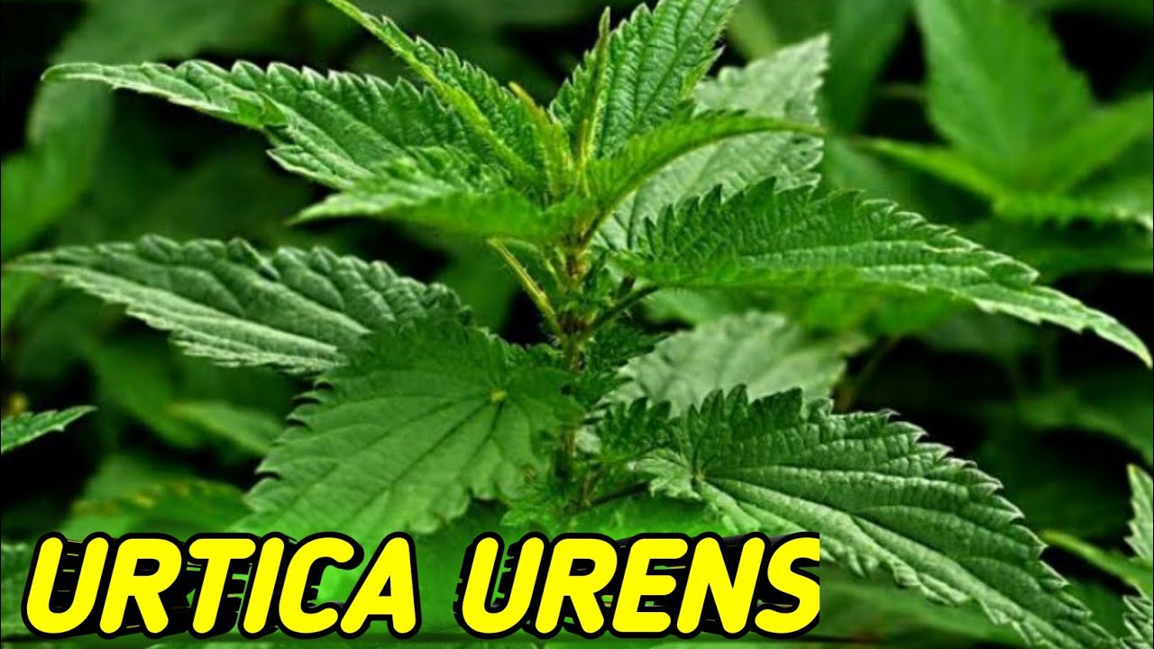 URTICA URENS homeopathic medicine full information //urticaria// HAH ...