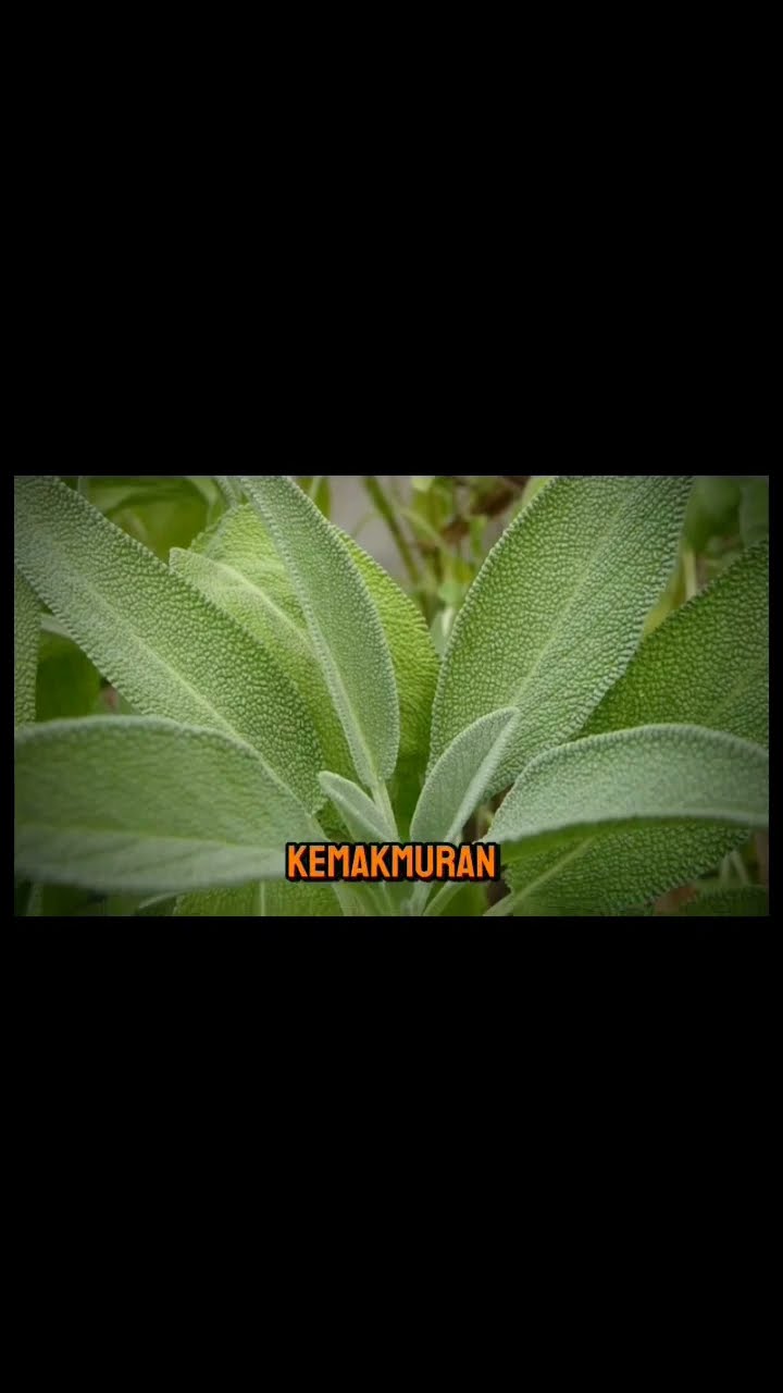 gusy ibuk ibuk wajib tau tentang ini #sho#bunga - YouTube
