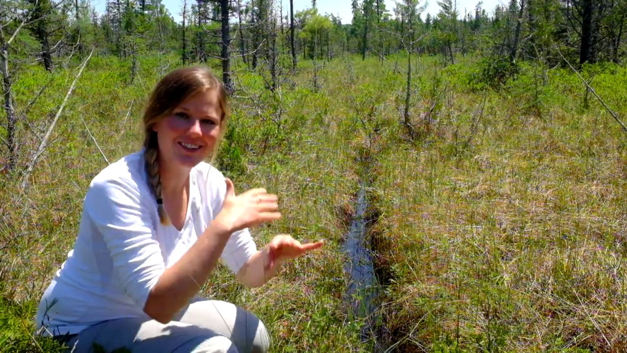 Northern Fen Exploration - YouTube
