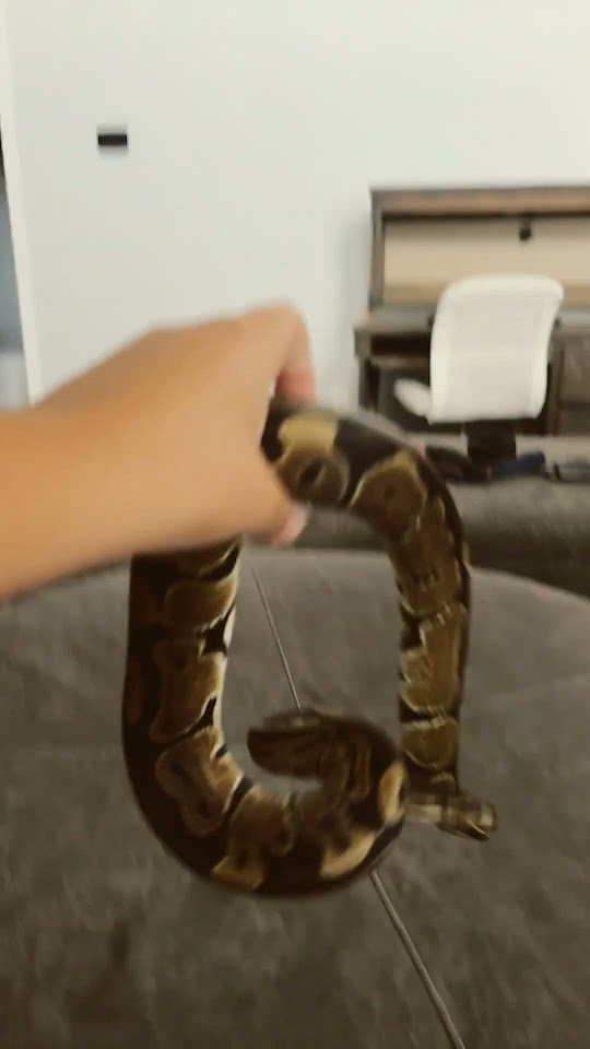 It's ball pythons - YouTube