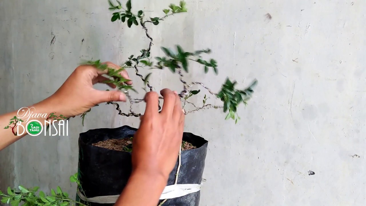 PRUNING DURI JERUK KINGKIT - YouTube