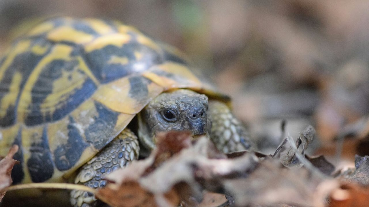 Alla ricerca della Testuggine di Hermann - YouTube
