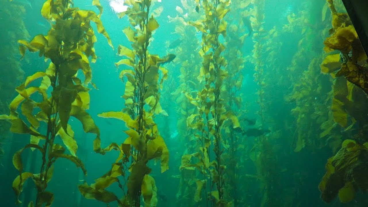 ¿Qué es la FICOLOGÍA o ALGOLOGÍA? - YouTube