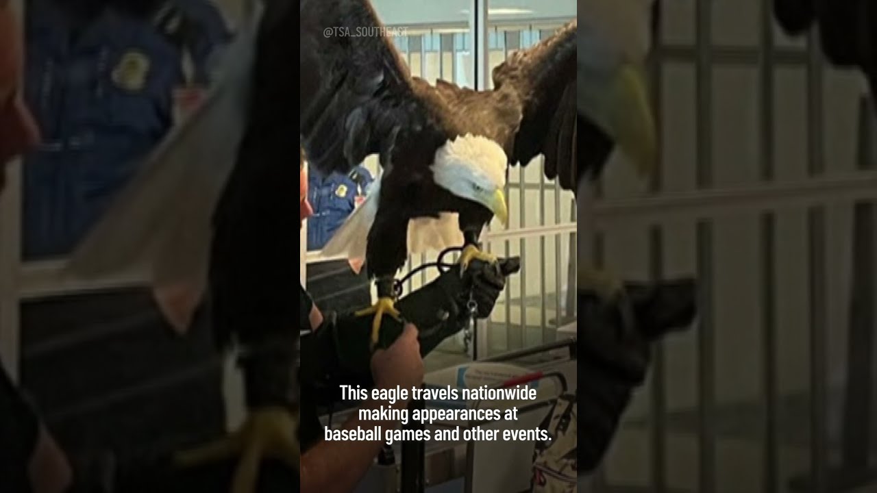 'America, heck yeah': Bald Eagle Goes Under TSA Check #shorts - YouTube