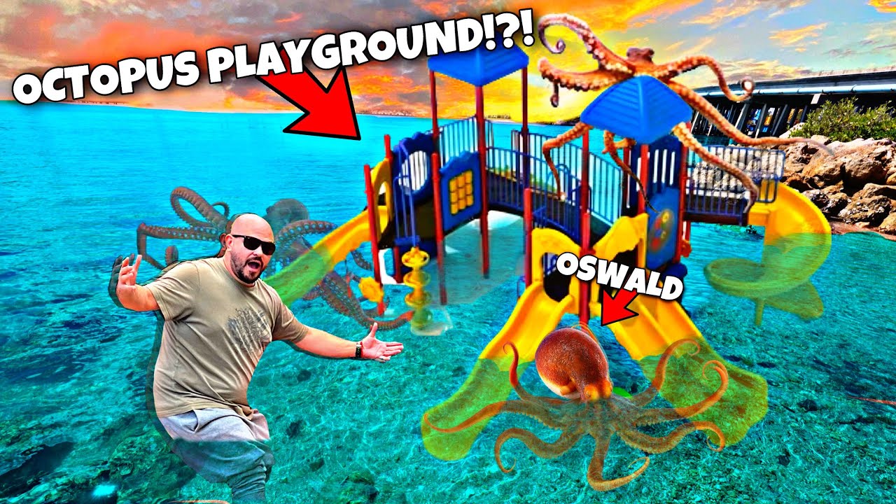 Pet Octopus Gets New Playground!?! - YouTube