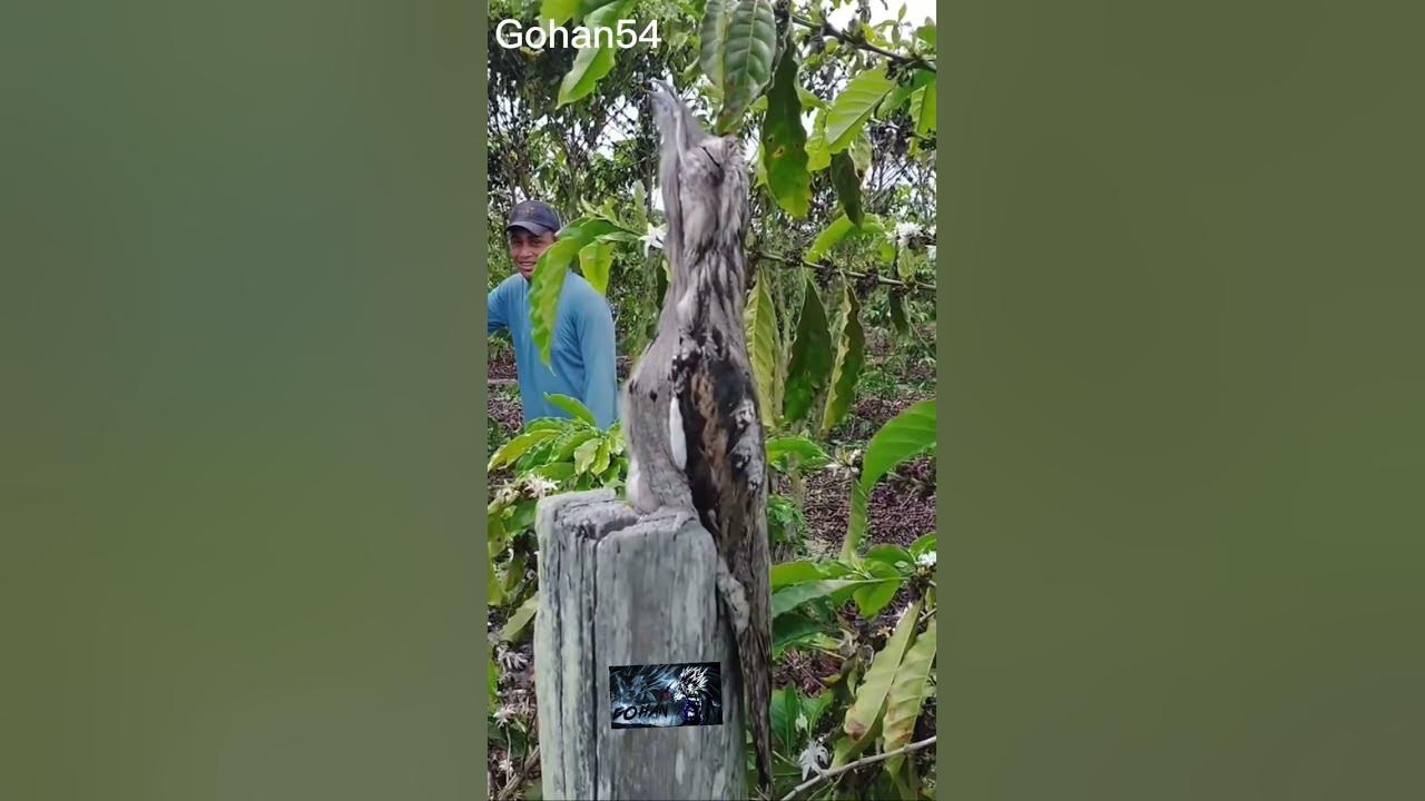 Conoce al Pájaro estaca en Costa Rica - YouTube