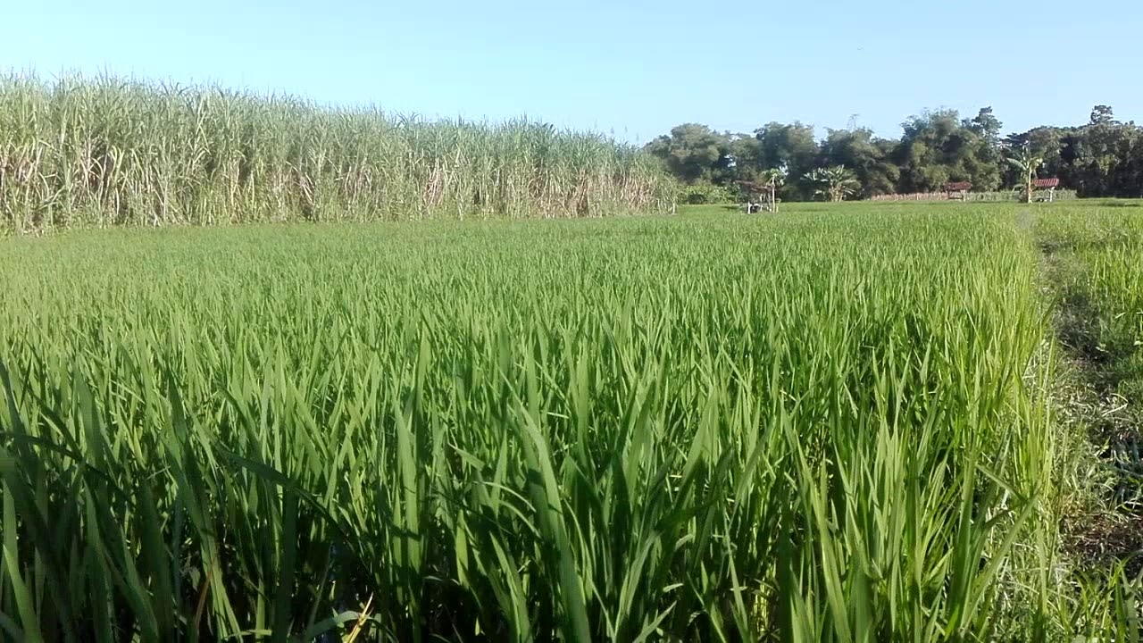 Pemandangan Persawahan Tanaman Padi Yang Keren Dengan Angin Sepoi ...