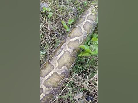 giant python - YouTube