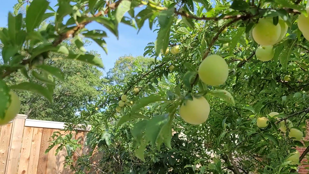 plum trees in Northern Virginia. - YouTube