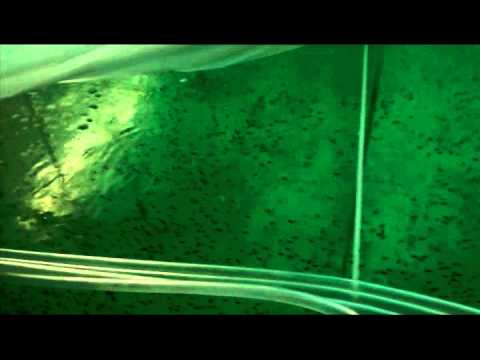 Mass Production Grouper's Fingerlings - YouTube