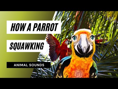 How A Parrot Squawking / Sound Effect / Animation - YouTube