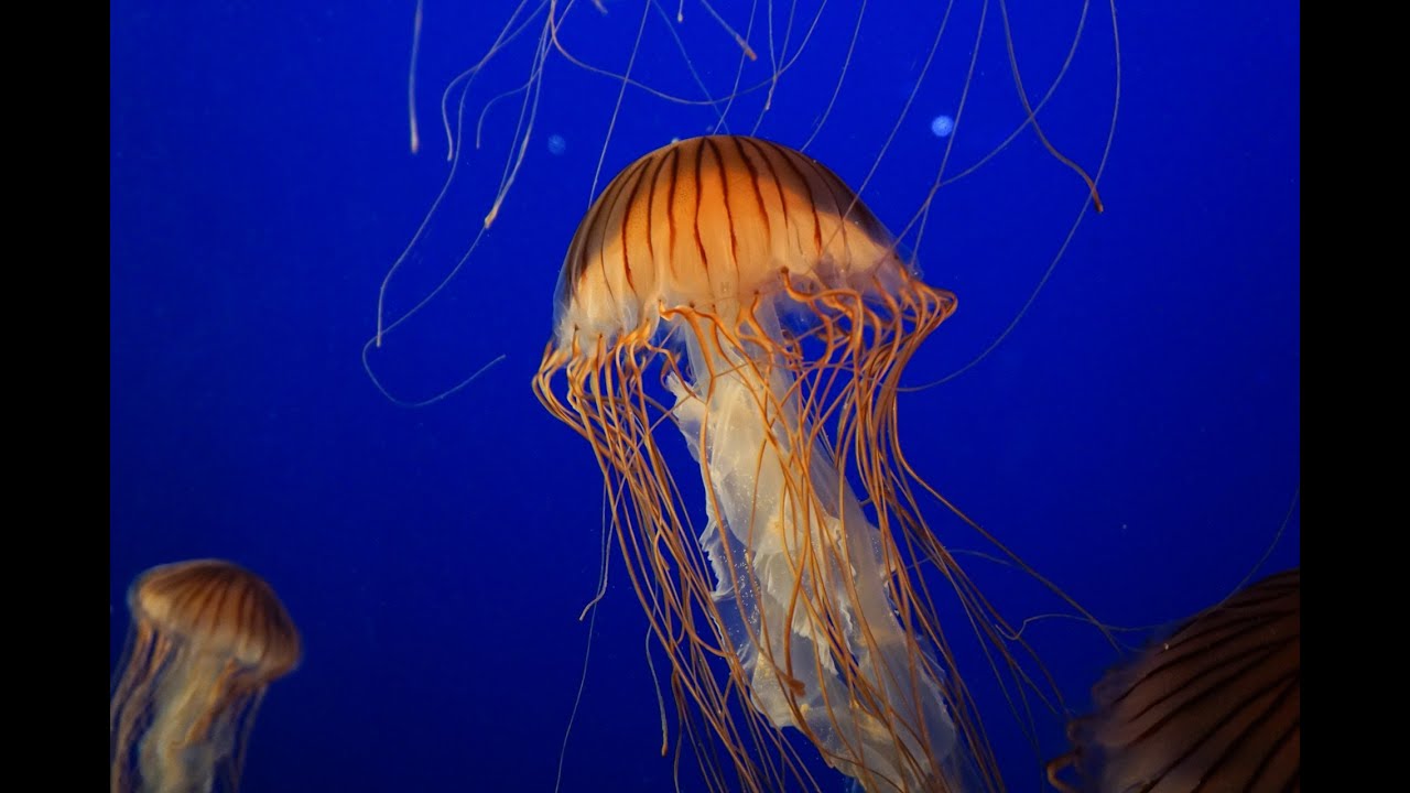 HDR-Amazing Underwater Marine Life | Ocean Life Full HD Life In Deep ...