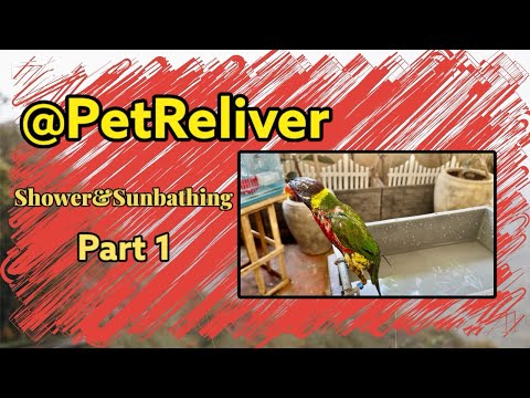 My Lorikeet Shower & Sunbathing Routine | Part 1: Relax & Refresh! 🦜💦☀️ @PetReliever #birds
