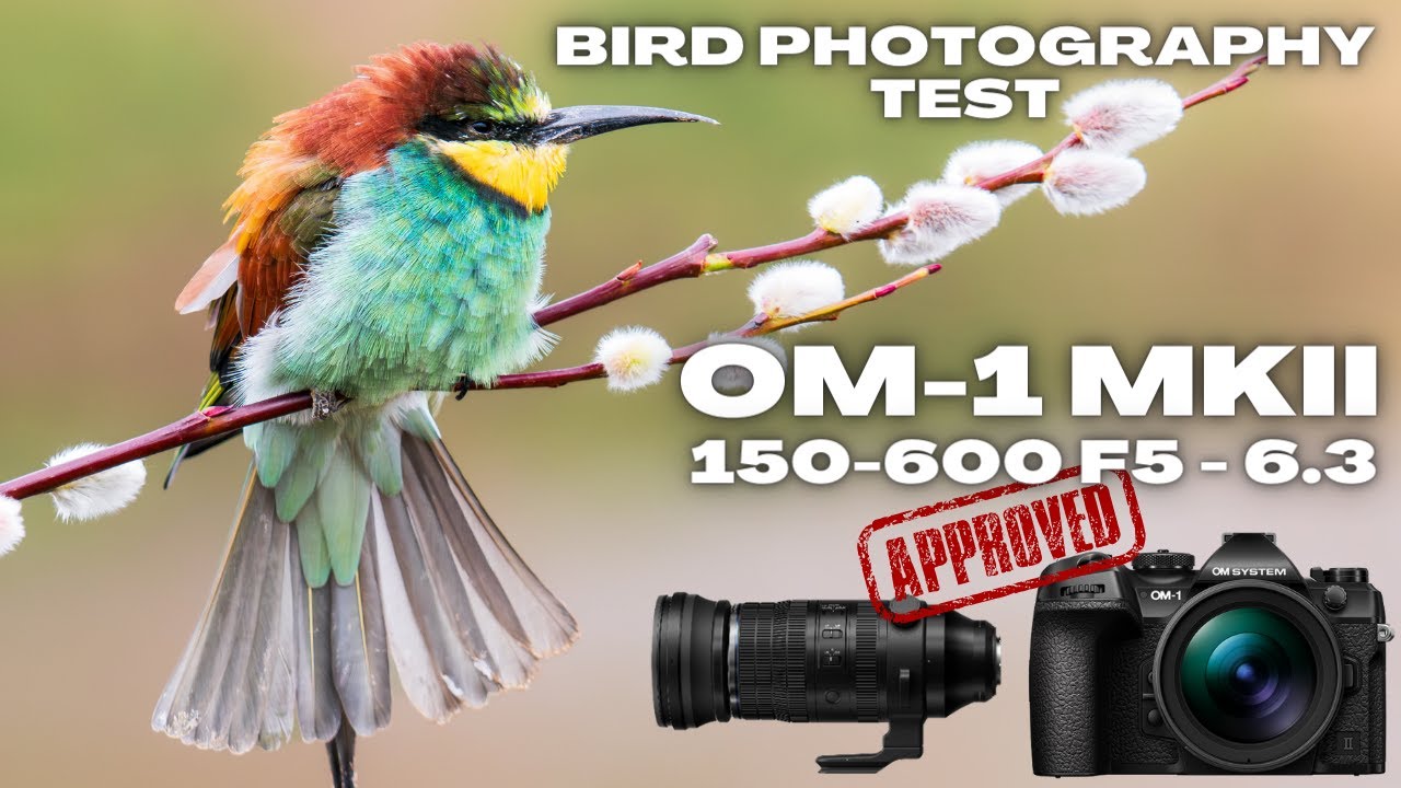 OM System OM-1 mkii + 150-600 F5 - 6.3 Bird Photography Test. - YouTube