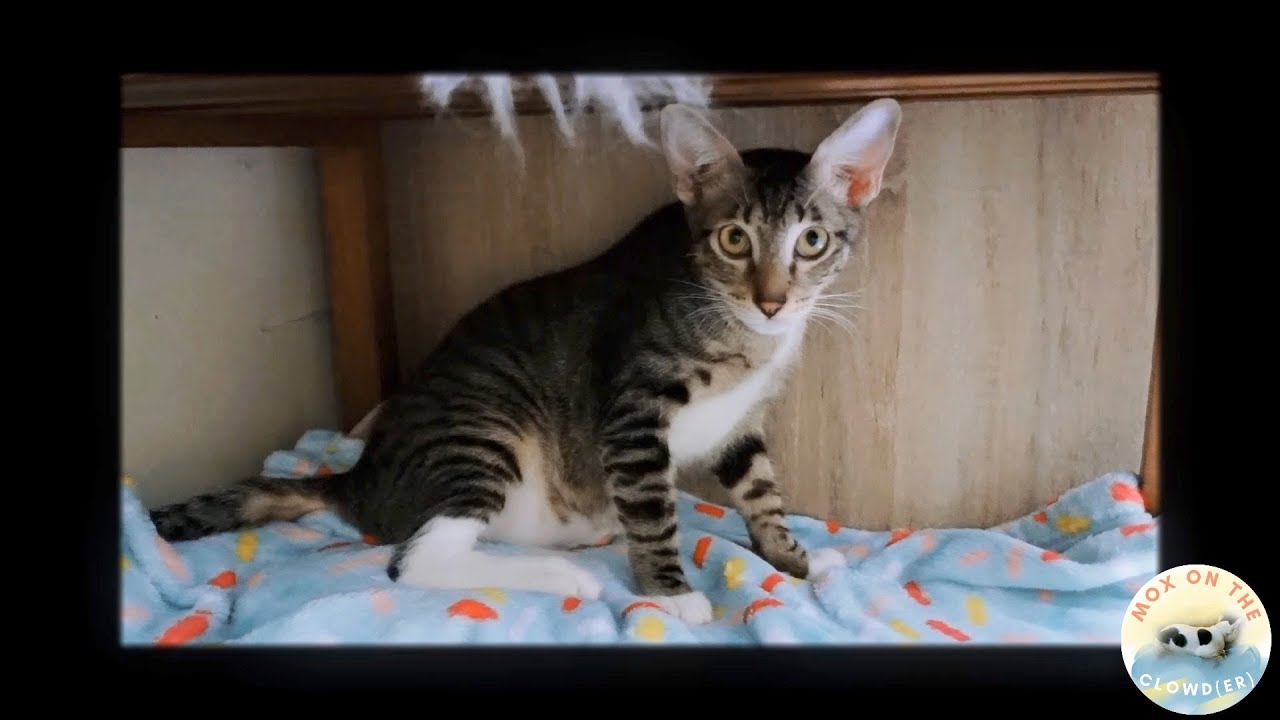 Cats Random Daily Life - 1 🐈🐾 - YouTube