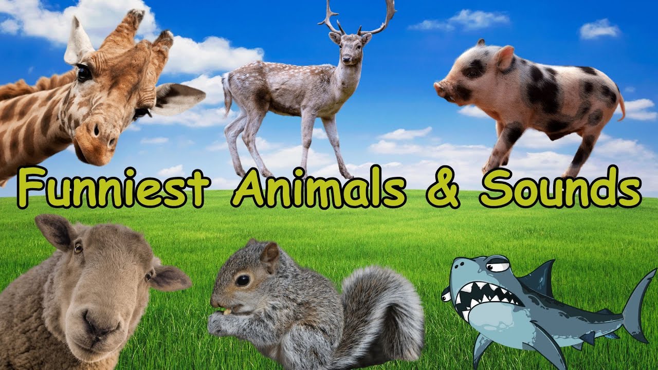 Animals, Funny Animal Sounds,The Best Funny Animals, Cute, Funny ...