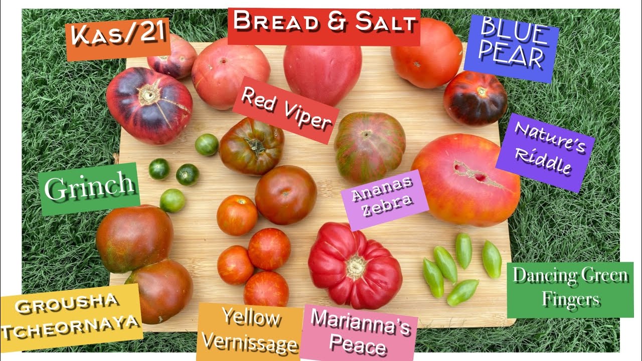 TOMATO TASTE TEST/11 new to me varieties - YouTube