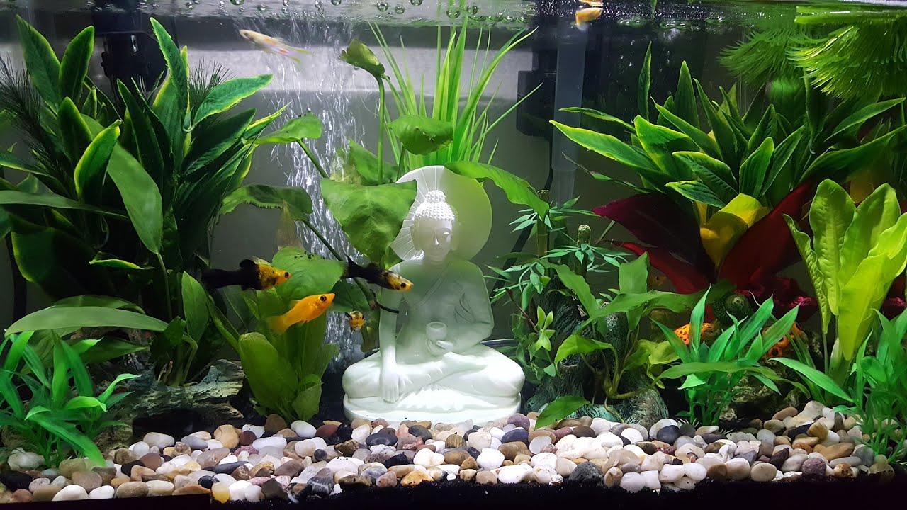 🐠Golden Panda Molly Feeding Frenzy 🐠 - YouTube