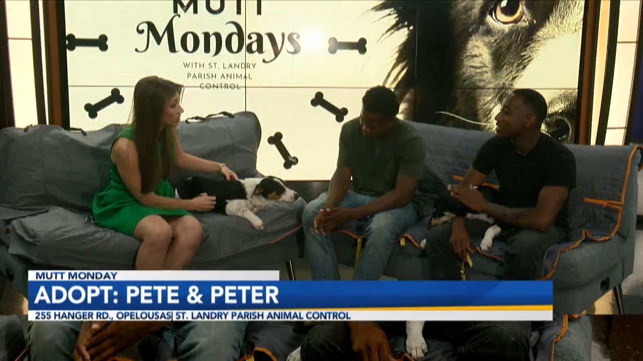 Mutt Monday: Adopt Pete & Peter, Two Brothers Searching For Their New ...
