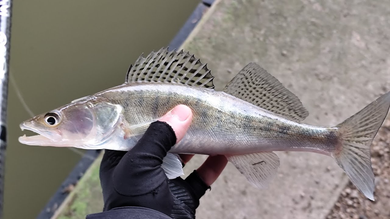 Zander lure fishing - YouTube