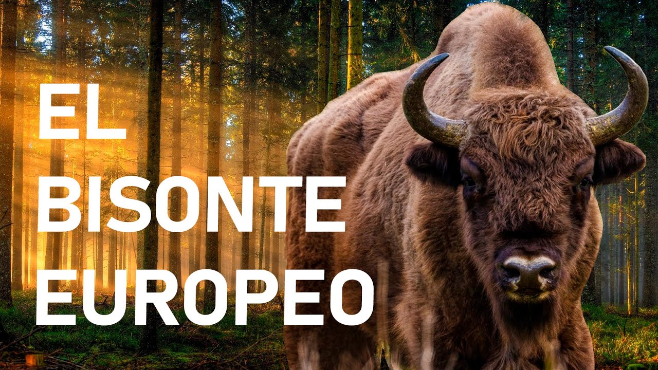 EL BISONTE EUROPEO - Capitulo I - YouTube