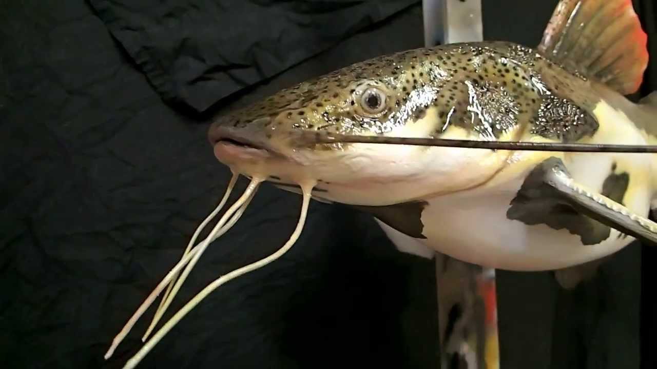 South American Redtail Catfish mount by Marine Creations Taxidermy ...