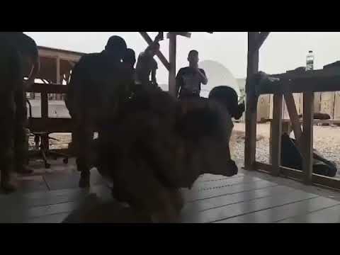 AMERİKALI KADIN ASKER ERKEĞİ GÜREŞTE REZİL EDİYOR😂😂