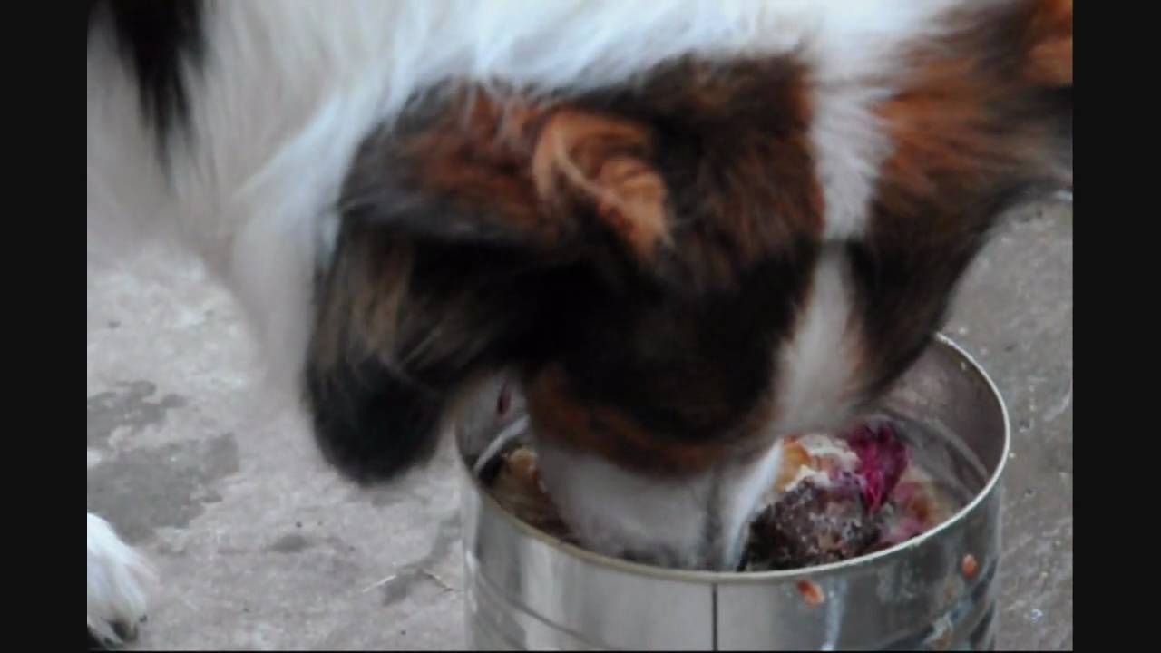 Selfish Greedy Dog - Part 1 - Eating Chicken Food - YouTube