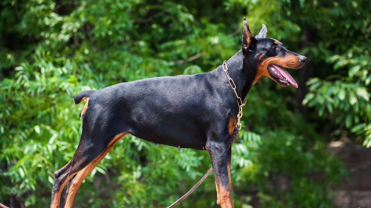 What type of diet should I feed my Doberman Pinscher? - YouTube