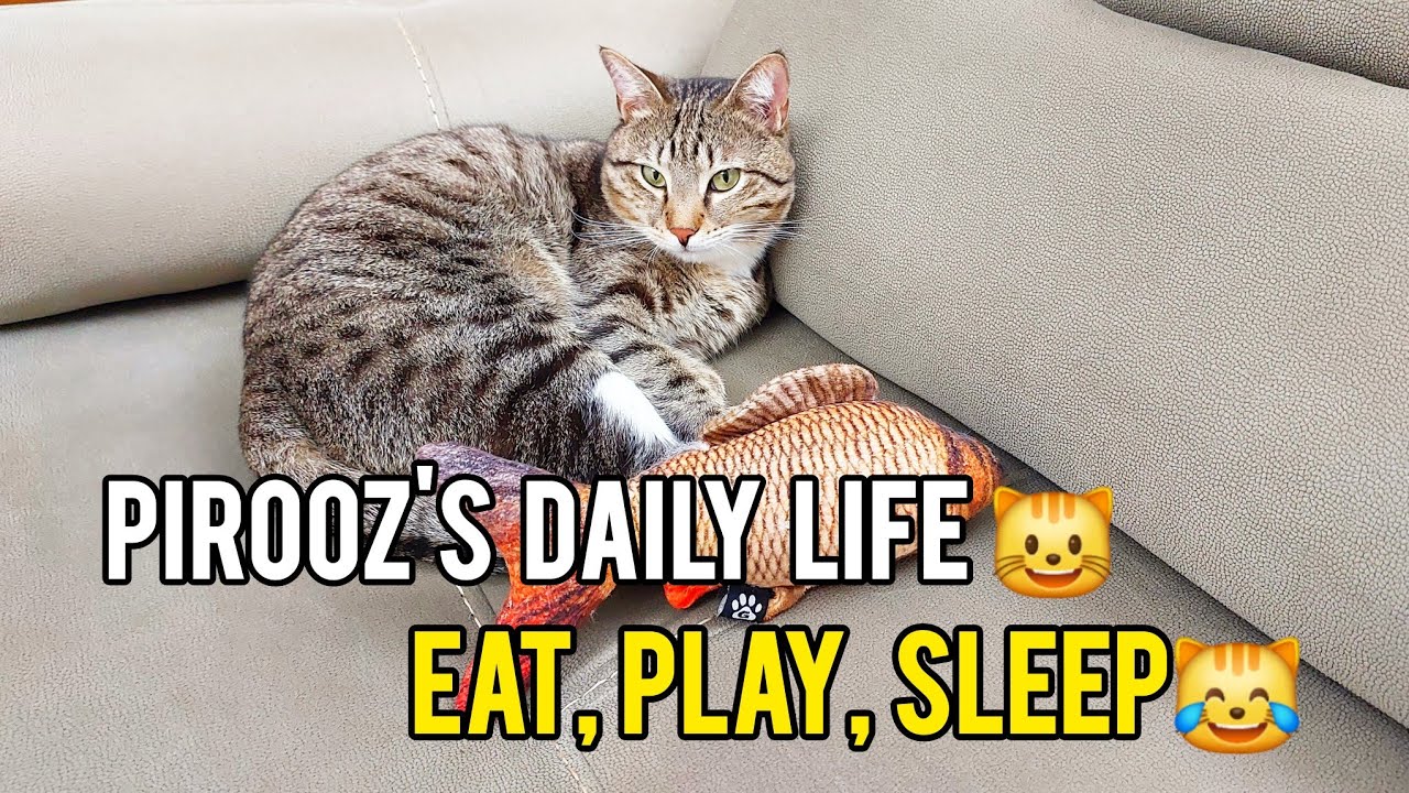 From Lazy to Playful! 🐱 Pirooz’s Daily Routine 🎾🐾 - YouTube