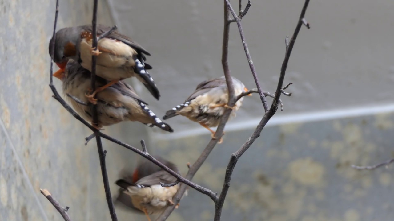 Timor Zebra Finch - YouTube