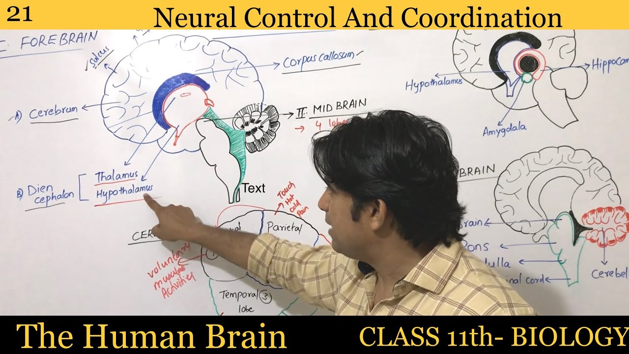 Human Brain | Parts and Functions | Biology Class 11 | NEET | Neural ...