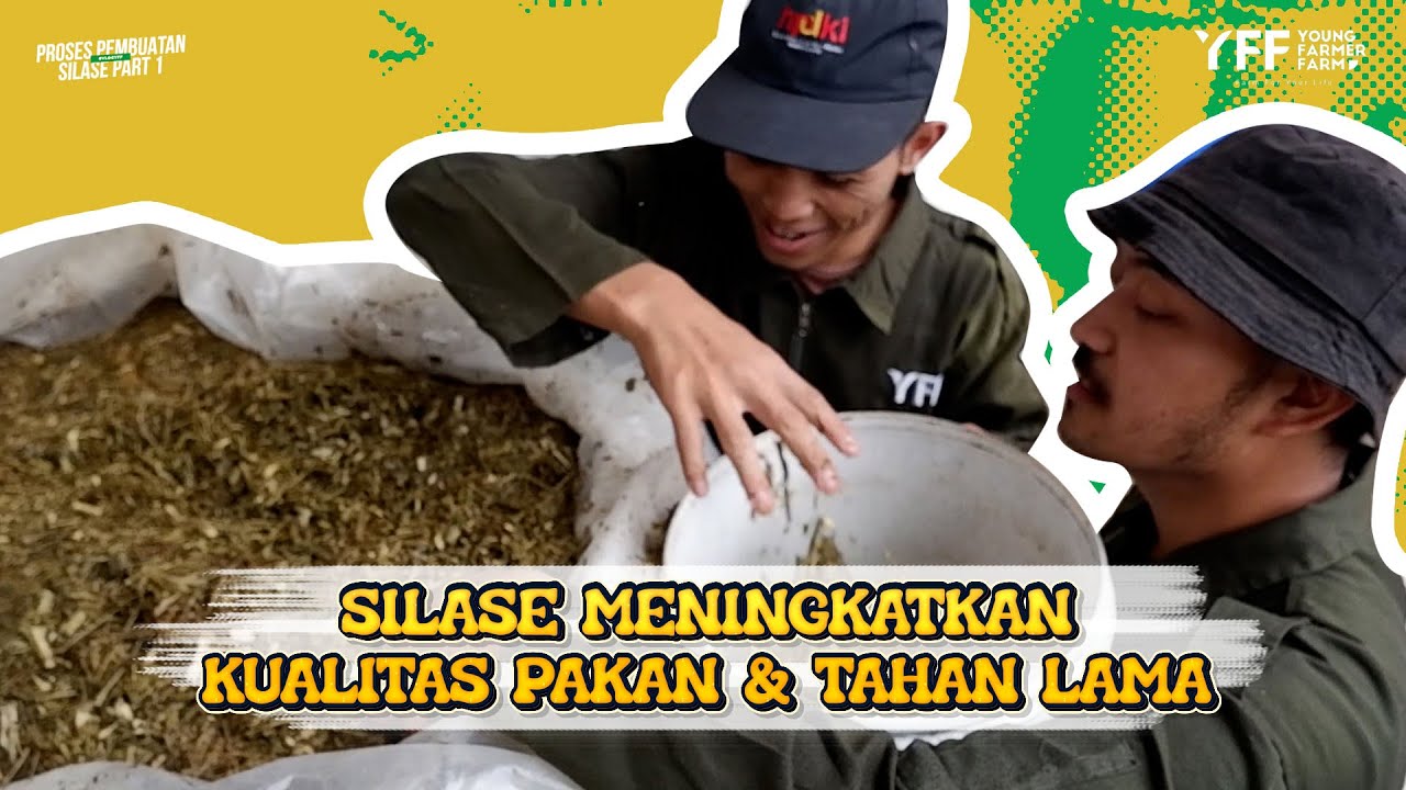 HAL YANG PERLU DIPERHATIKAN DALAM PEMBUATAN SILASE SUPAYA BERHASIL!!! # ...