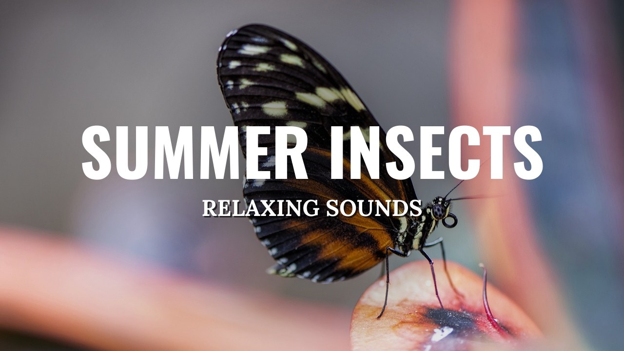Peaceful Insect Sounds for Relaxation And Sleep - YouTube