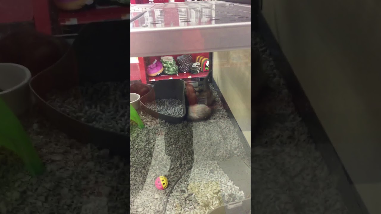 Cute ferret fight - YouTube